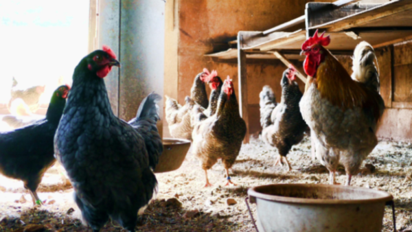 Broiler Poultry Farm Model: Step-by-Step – Models Hub